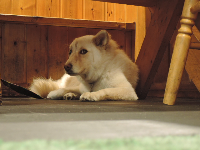 dog 20141116 06 | MAGATAMA